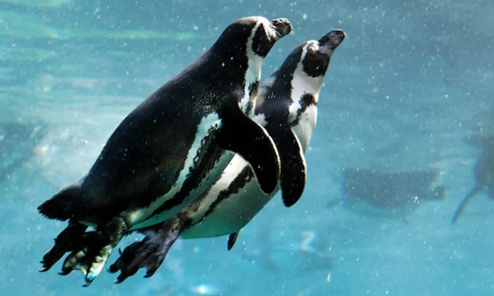 What Was Howard Garrett SeaWorld? His Role Explained