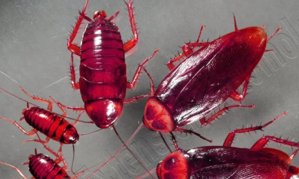 Baby Roach: What They Are And How To Deal With Them